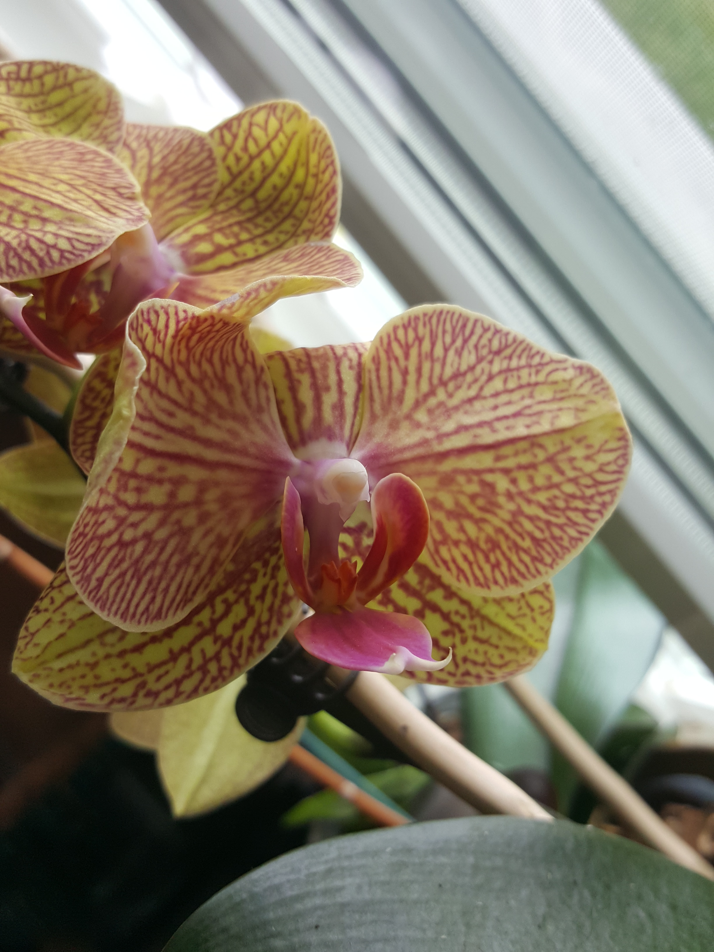 Orchid Revival – PEARLHUNTER • Margaret D. Minuth