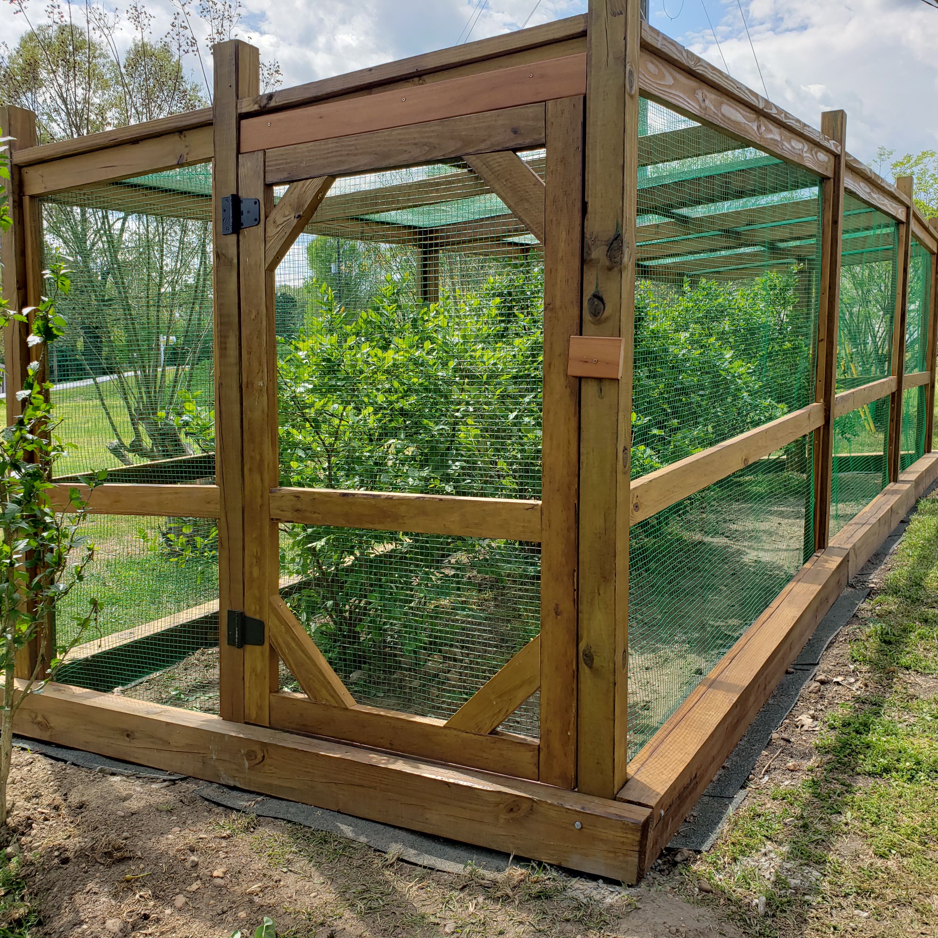 Blueberry Cage – PEARLHUNTER • Margaret D. Minuth